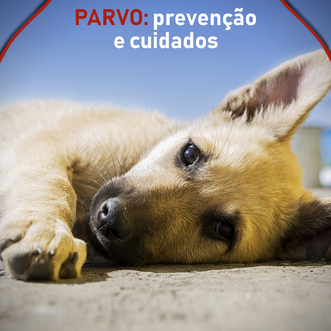 Hospital Veterinário Stolf